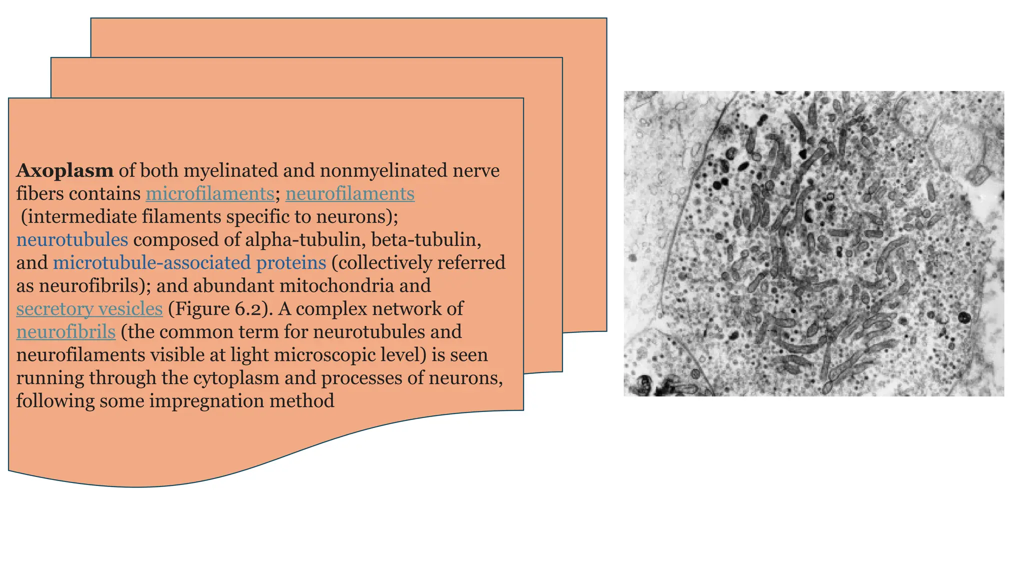 Histology of nerve fibers.Histology of nerve fibers. Histology of nerve ...
