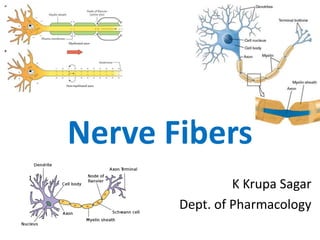 Myelinated And Non Myelinated Nerve Fibers Types Of Nerve, 41% OFF