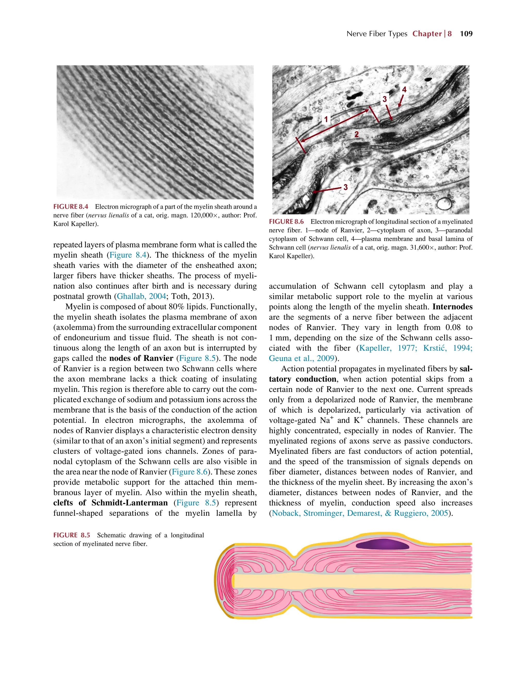 Nerve Fibers Types aaaaaaaaaaaaaaaaaaaaaaaaaaaaaaaaaa | PDF