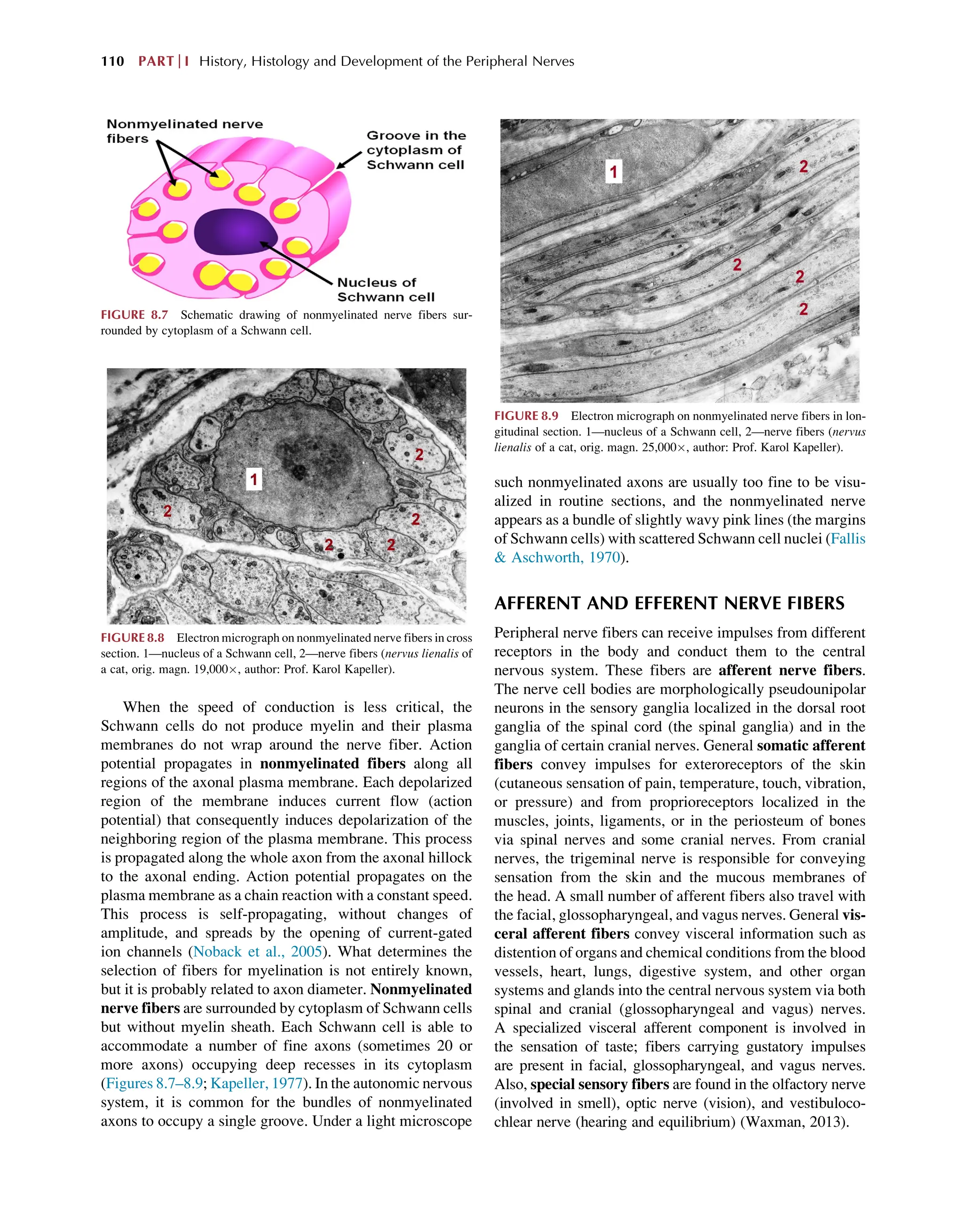 Nerve Fibers Types aaaaaaaaaaaaaaaaaaaaaaaaaaaaaaaaaa | PDF