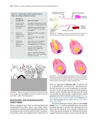 Nerve Fibers Types aaaaaaaaaaaaaaaaaaaaaaaaaaaaaaaaaa | PDF