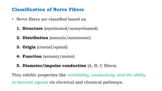 Classification and Properties of Nerve Fibre.pptx