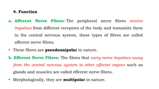 Classification and Properties of Nerve Fibre.pptx