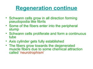 Nerve fibre final ...