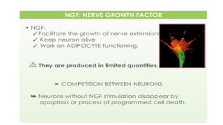 Nerve Growth Factor | PDF