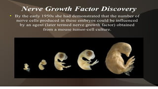 Nerve Growth Factor | PDF