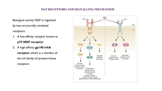 NERVE GROWTH FACTOR and role of nerve growth factors in the body . | PPTX