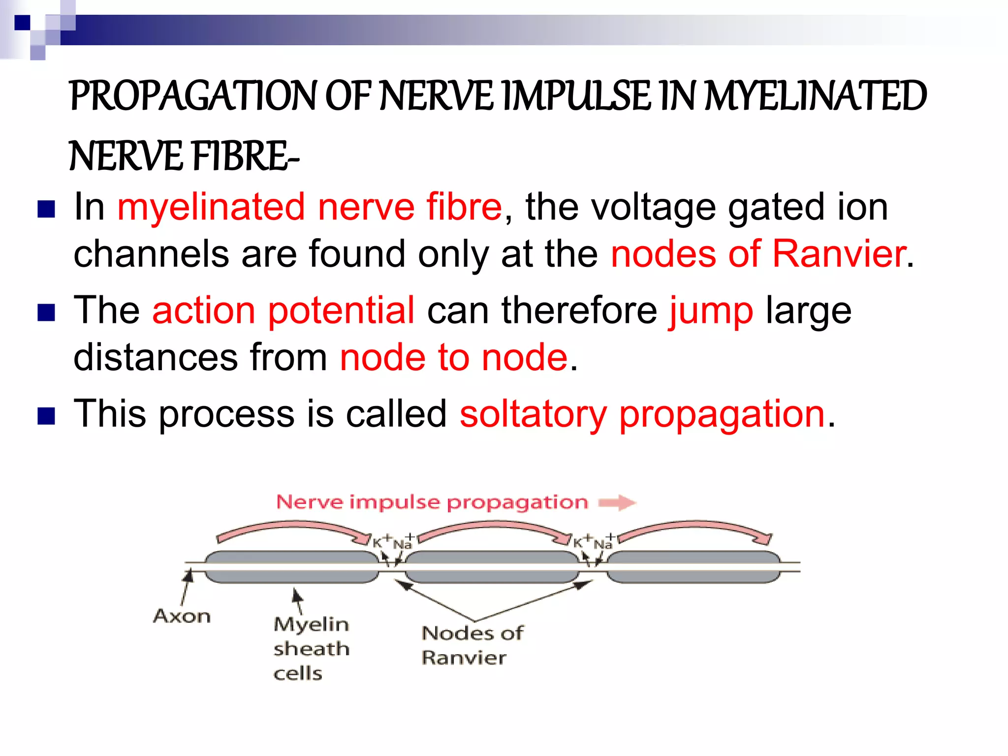 Nerve impulse | PPT