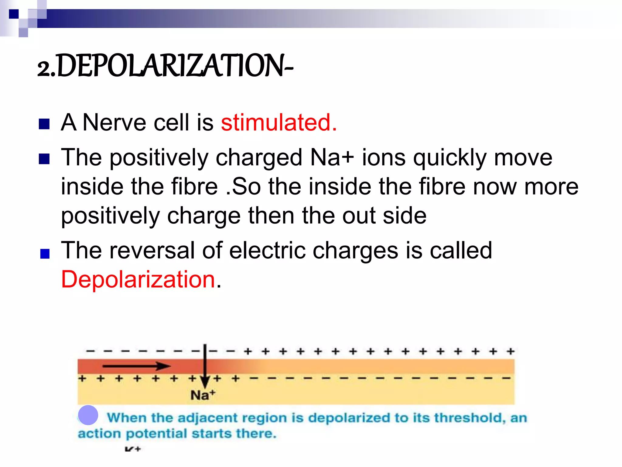 Nerve impulse | PPT