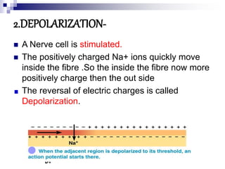 Nerve impulse | PPT