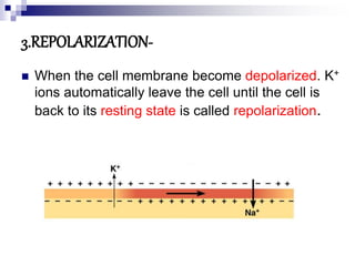 Nerve impulse | PPT
