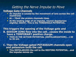 Nerve impulse 2012 | PPT | Brain and Nervous System Disorders ...
