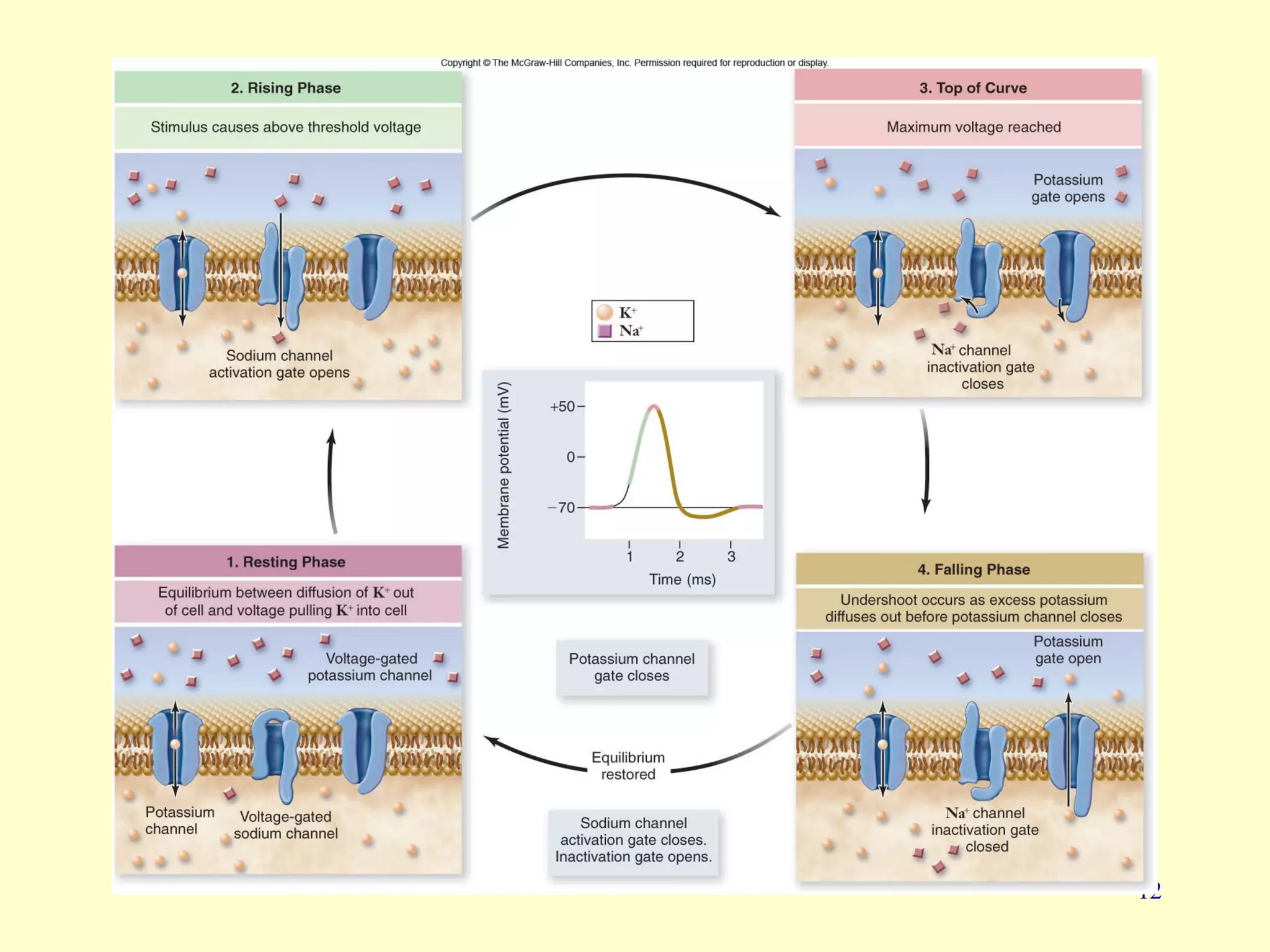Nerve impulse conduction | PPT