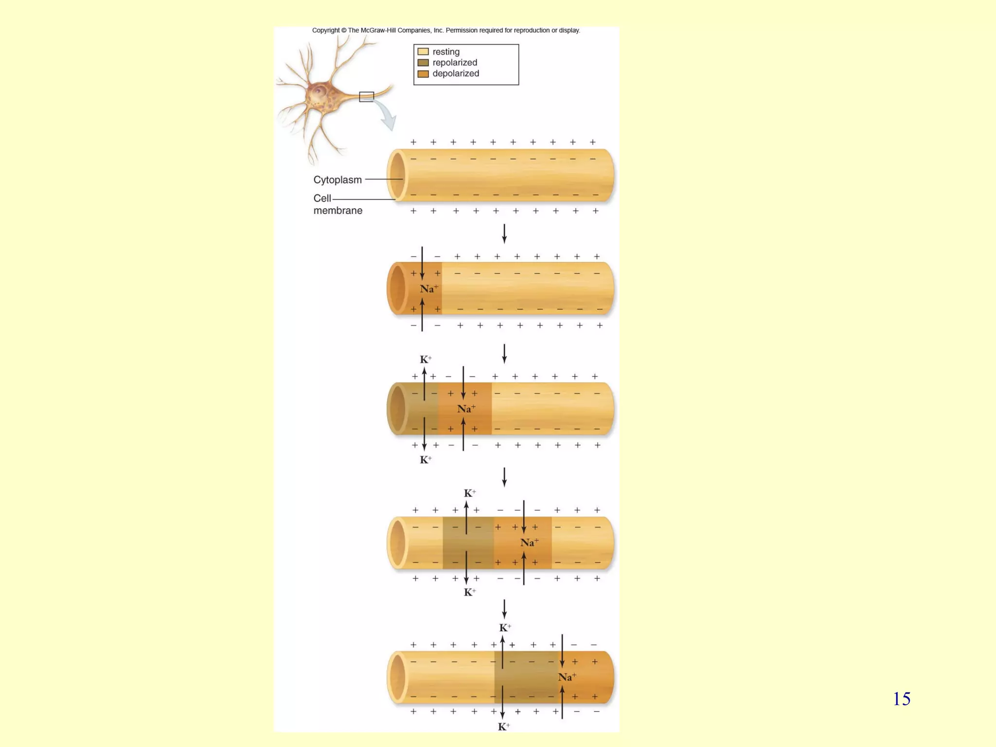 Nerve impulse conduction | PPT