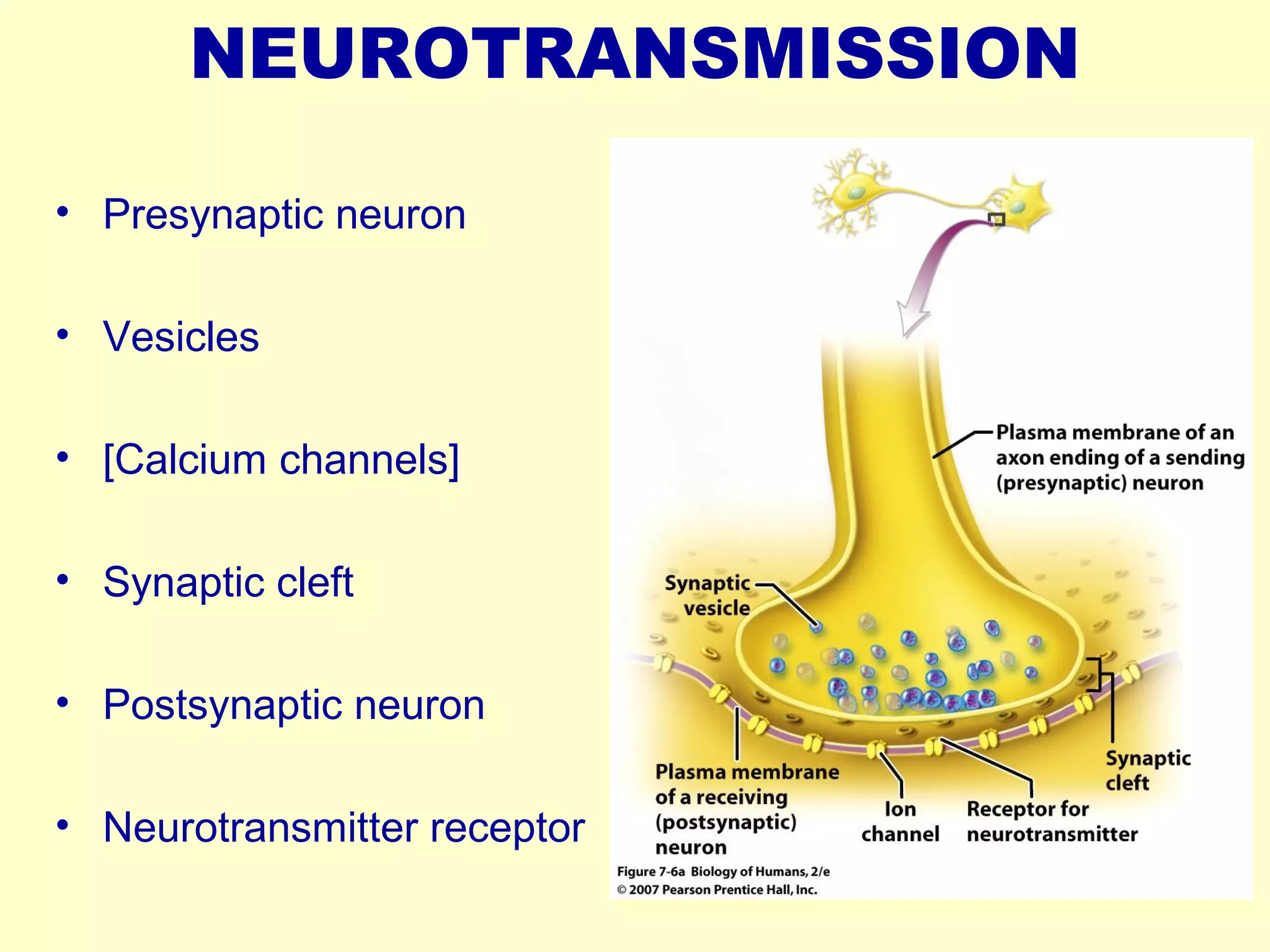 Nerve impulse conduction | PPT