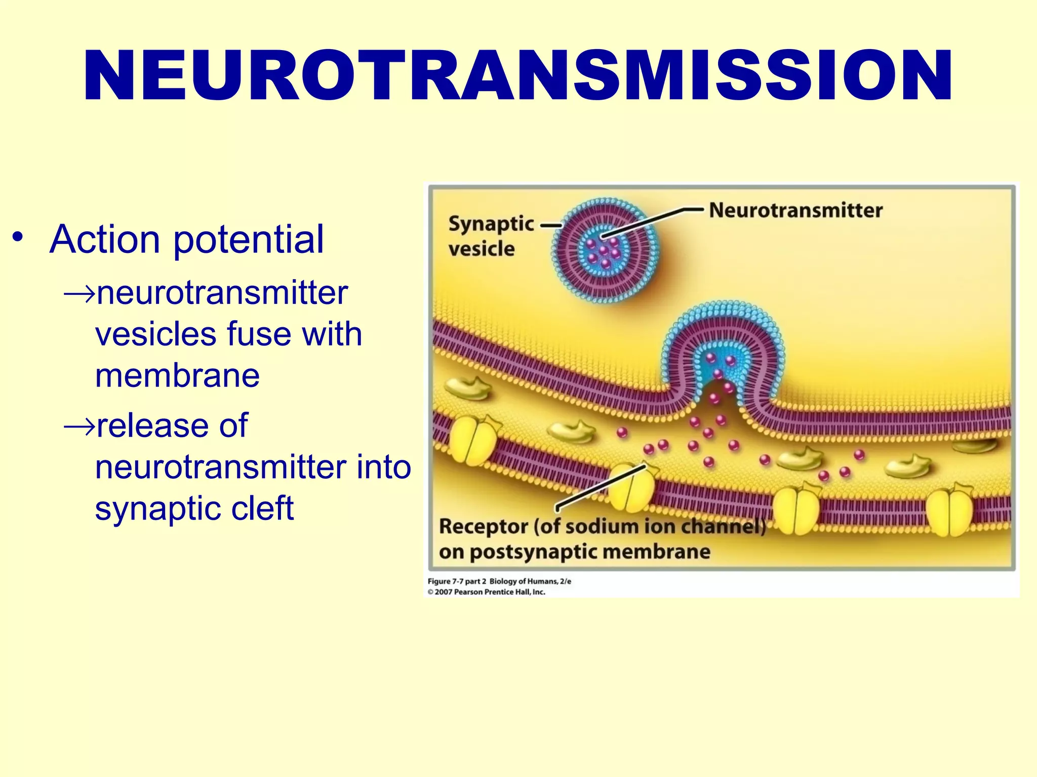 Nerve impulse conduction | PPT