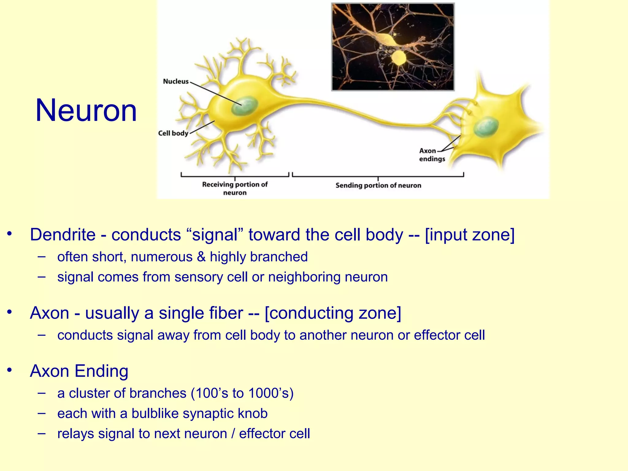 Nerve impulse conduction | PPT