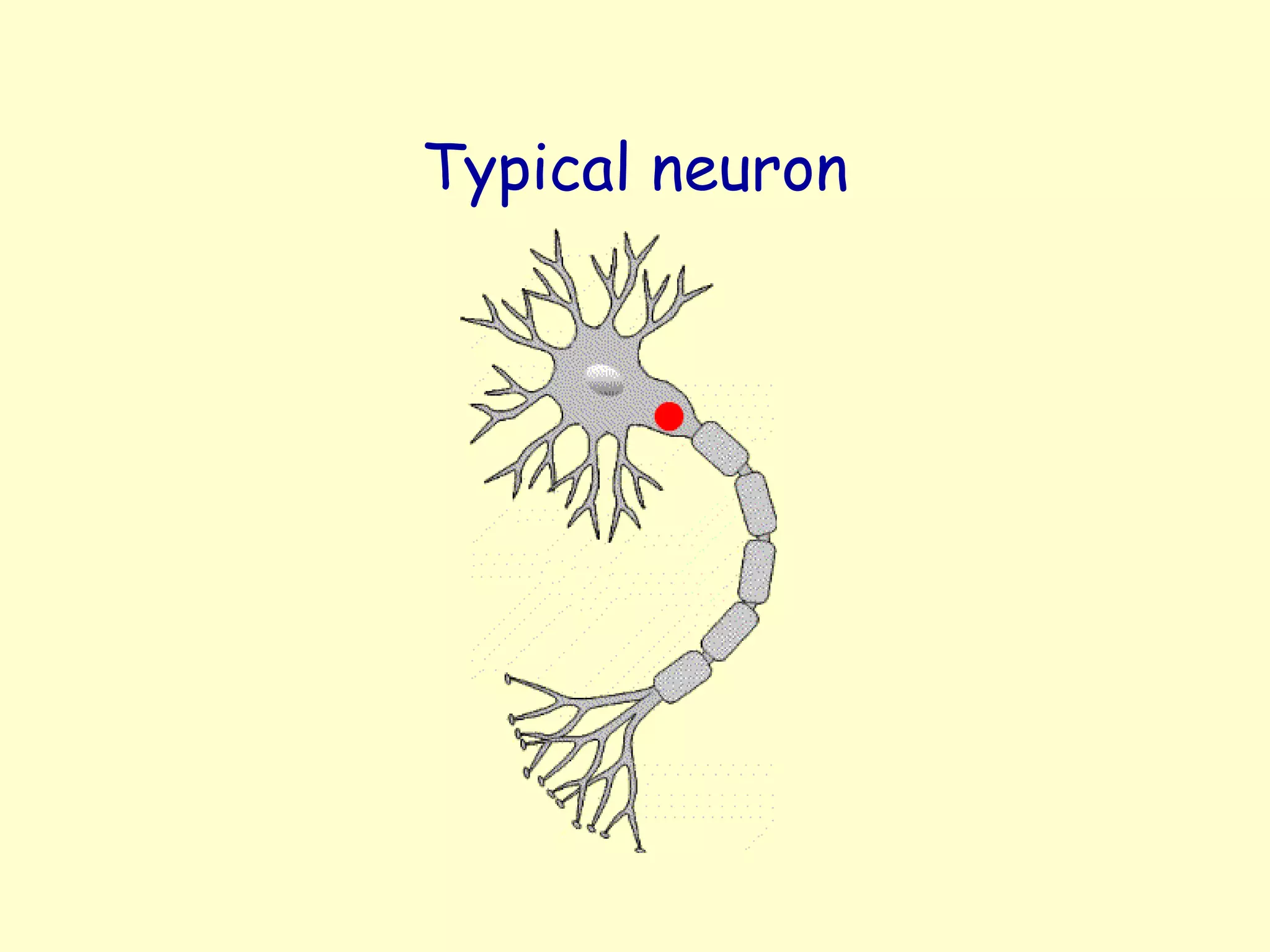 Nerve impulse conduction | PPT