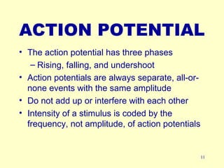 Nerve impulse conduction | PPT