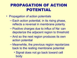 Nerve impulse conduction | PPT