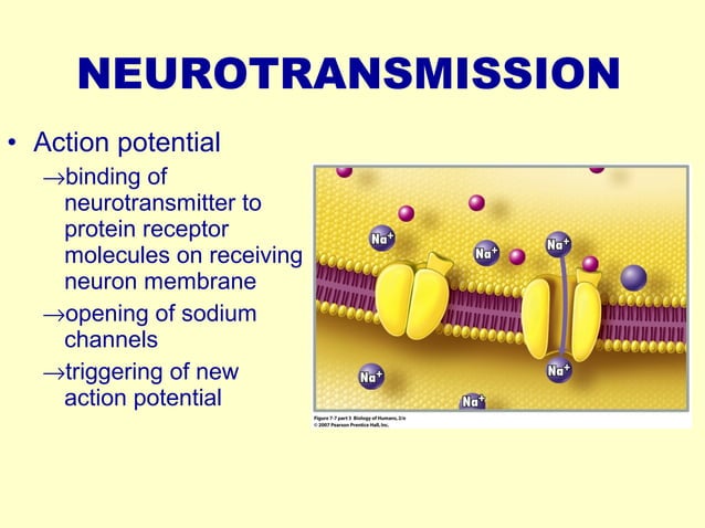 Nerve impulse conduction | PPT