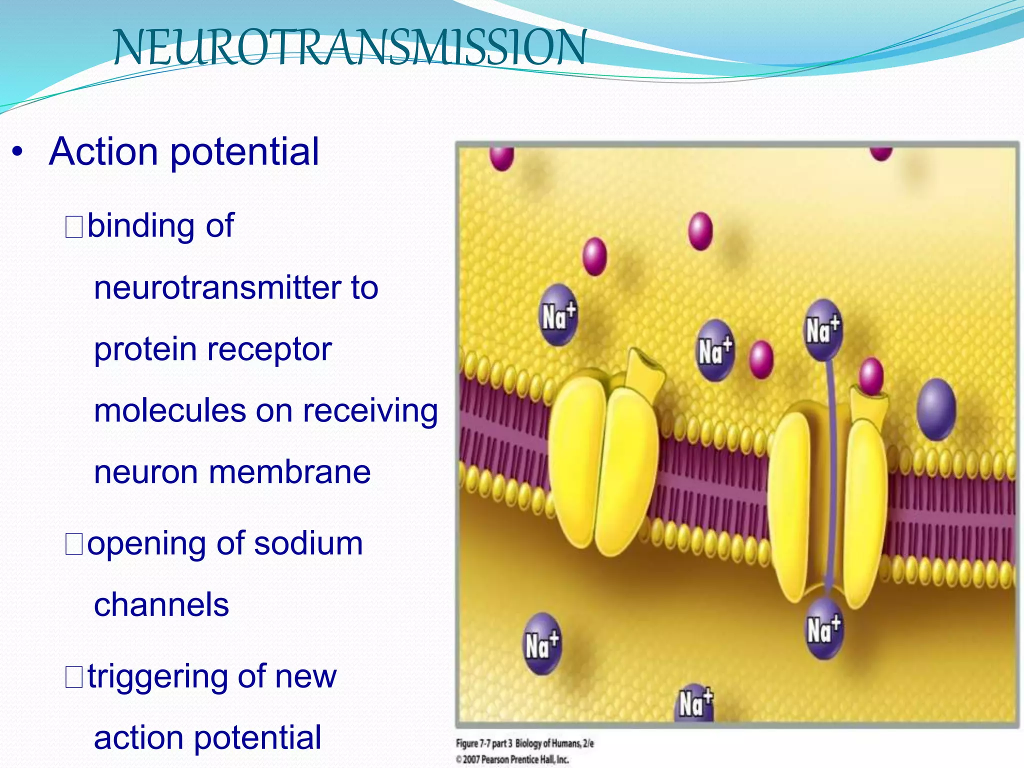 nerve impulse conduction and action potential.pptx