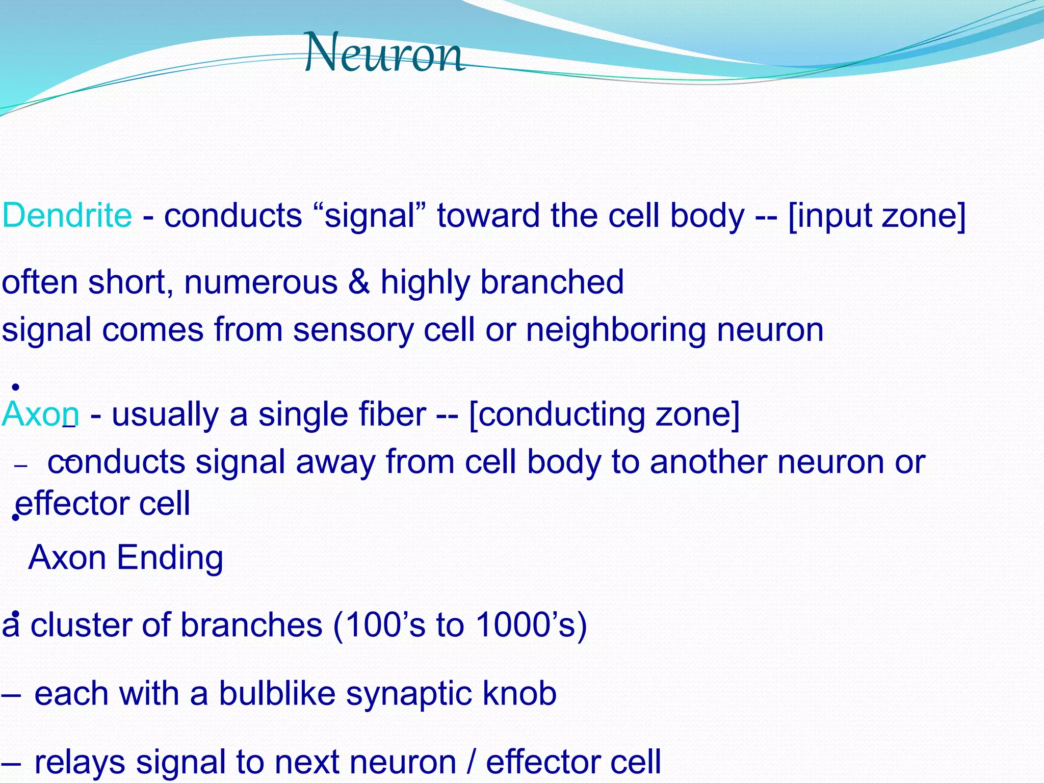 nerve impulse conduction and action potential.pptx