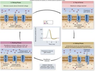 nerve impulse conduction and action potential.pptx