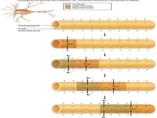nerve impulse conduction and action potential.pptx