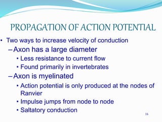 nerve impulse conduction and action potential.pptx