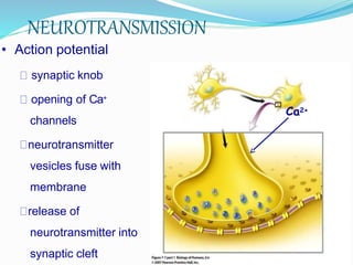 nerve impulse conduction and action potential.pptx
