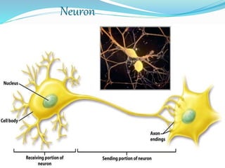 nerve impulse conduction and action potential.pptx