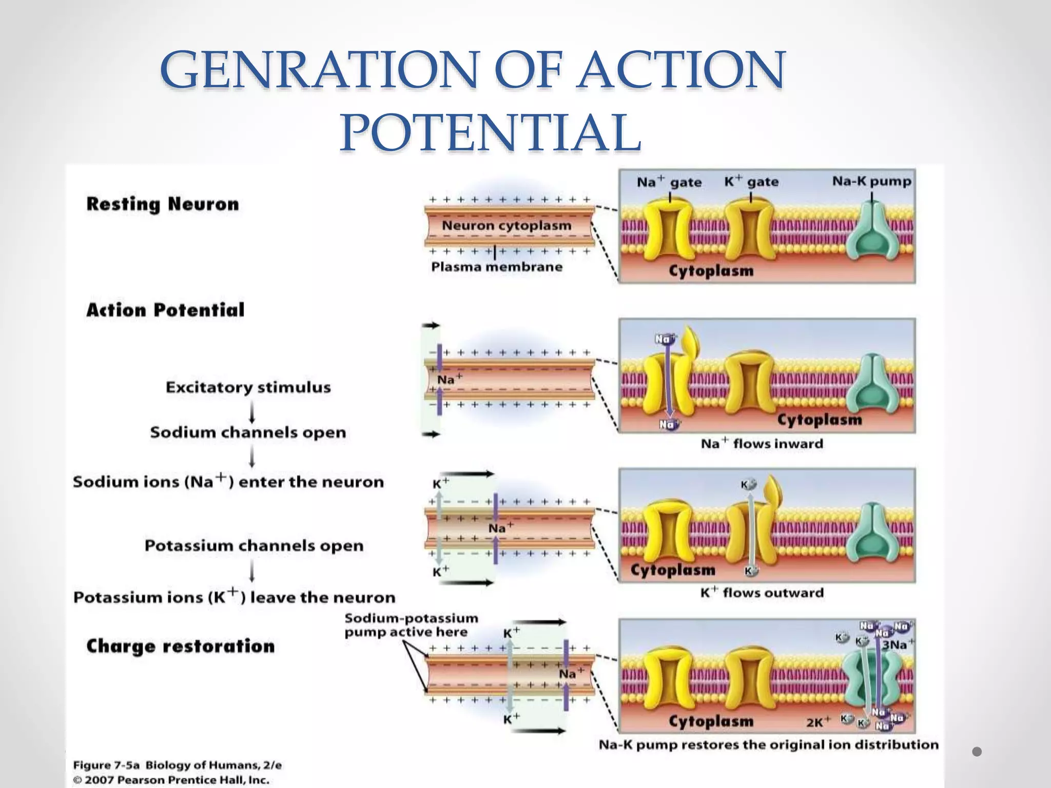 Nerve Impulse Conduction & Synapses | PPTX
