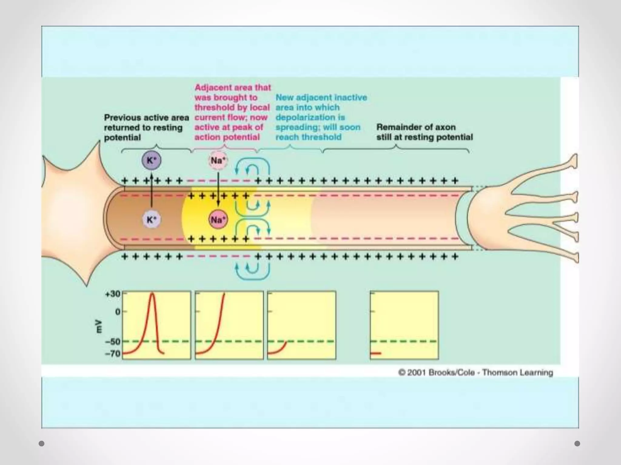 Nerve Impulse Conduction & Synapses | PPTX