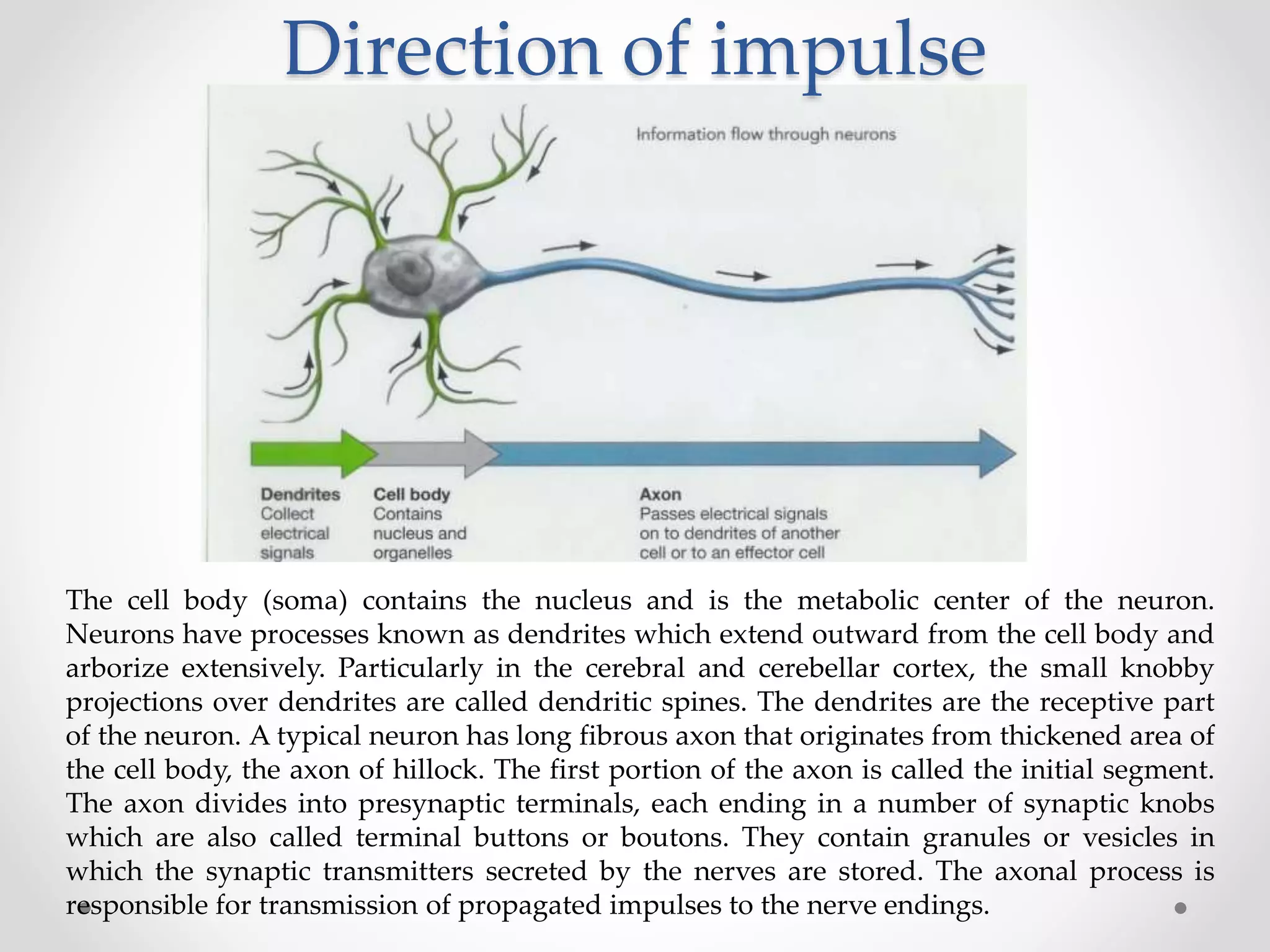 Nerve Impulse Conduction & Synapses | PPTX