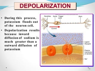 Nerve Impulse Conduction & Synapses | PPTX