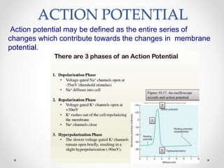 Nerve Impulse Conduction & Synapses | PPTX