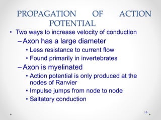 Nerve Impulse Conduction & Synapses | PPTX