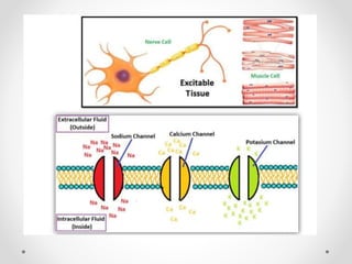 Nerve Impulse Conduction & Synapses | PPTX