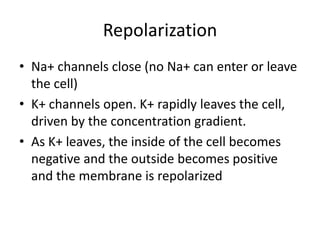 Nerve impulses | PPT