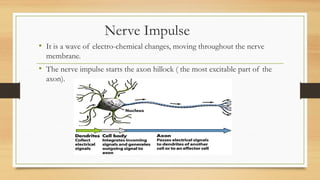 Nerve impulses transmission Tushar garg.pptx