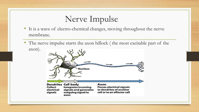 Nerve impulses transmission Tushar garg.pptx