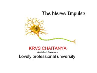 Nerve impulse synapses | PPT