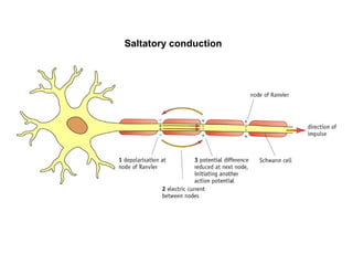 Nerve impulse synapses | PPT