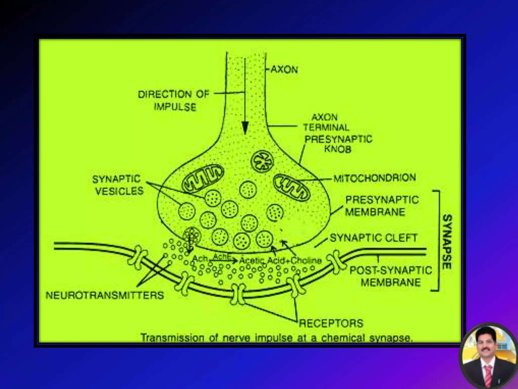 Nerve impulse transmission | PPTX