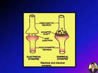 Nerve impulse transmission | PPTX