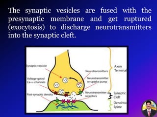 Nerve impulse transmission | PPTX