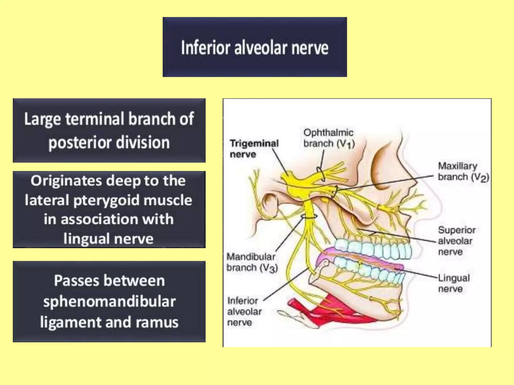 Nerve injuries during impaction surgeries | PPTX