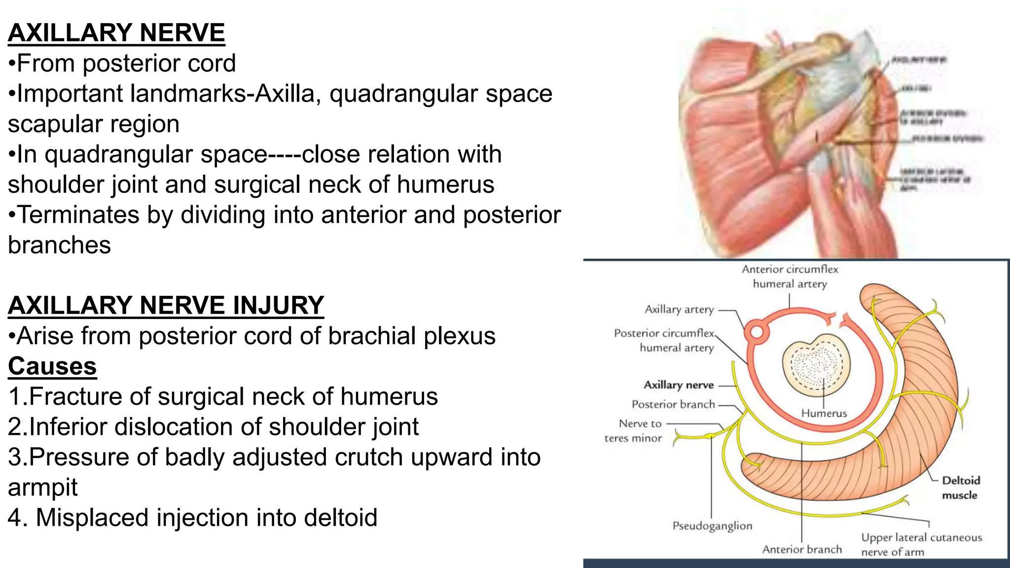 Nerve injuries of Upper Limb | PPTX