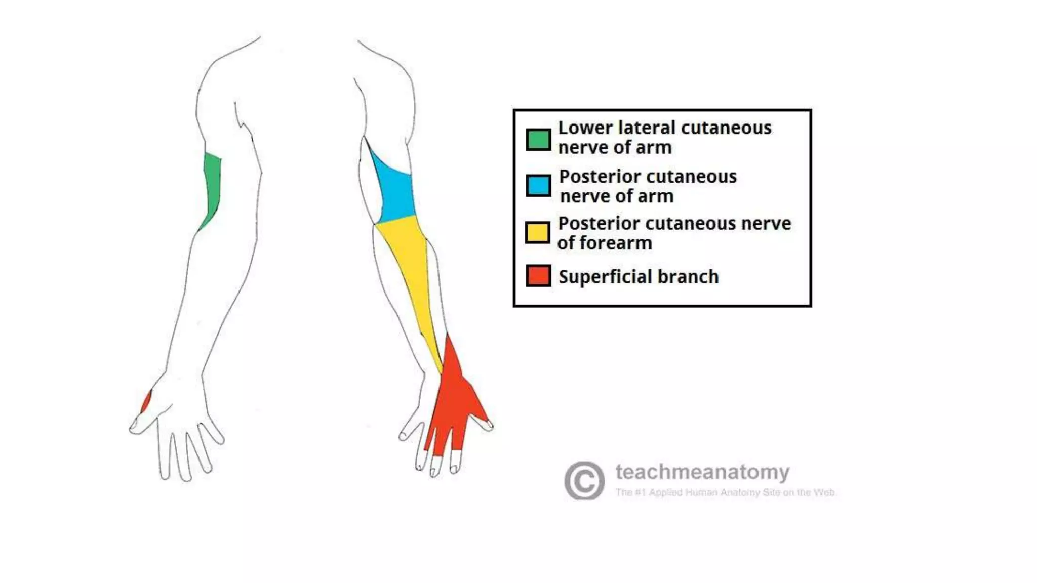 Nerve injuries of Upper Limb | PPTX